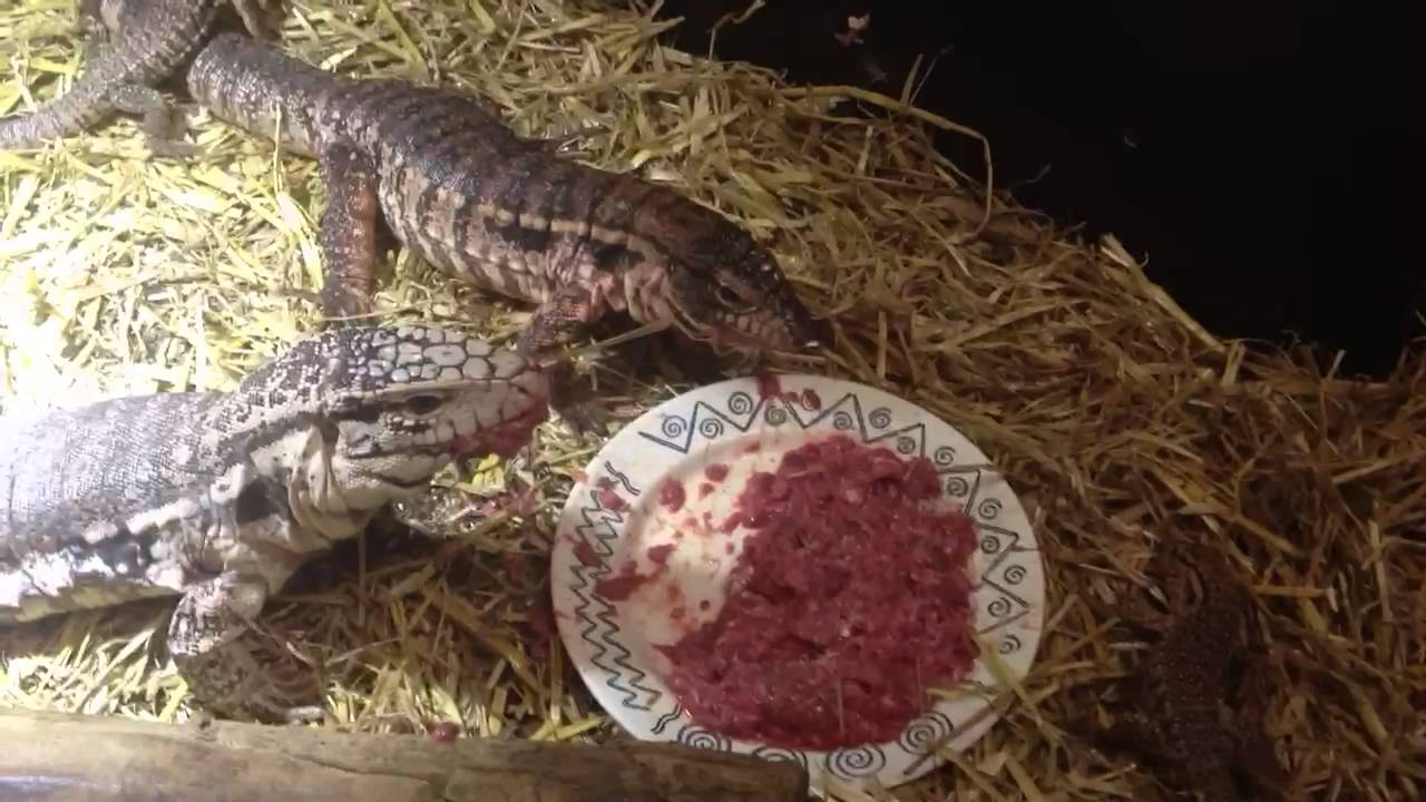Red tegus eating - YouTube