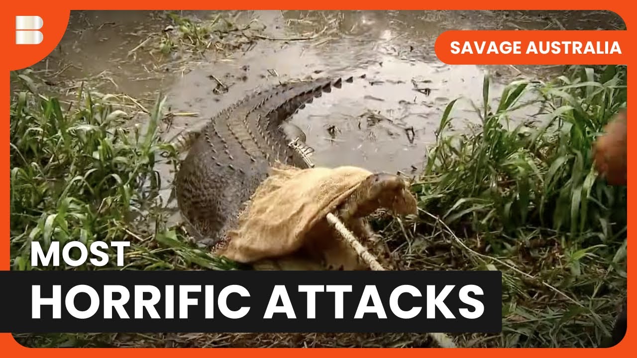 Attacks That SHOCKED Australia | Savage Australia - YouTube