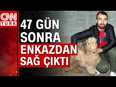 Enkaz altında kalan keçi 47 gün sonra sağ çıktı