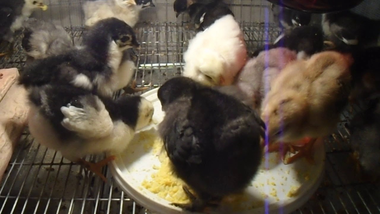 pui de gaina la 7 zile - YouTube