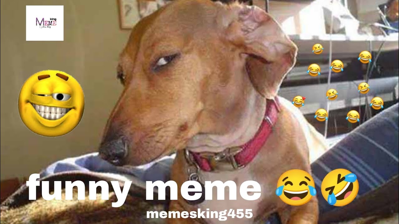 funny memes videos / funny memes short / funny memes try not to laugh ...