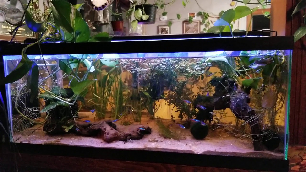 Neon tetras, guppies, and a female betta fish. - YouTube