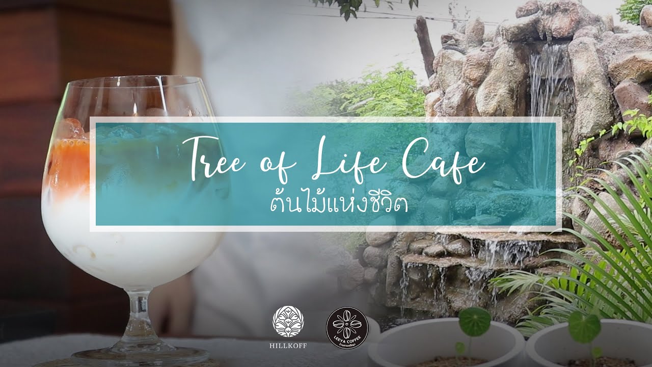 Tree of Life Cafe “ต้นไม้แห่งชีวิต” คาเฟ่ที่ให้พลังงานบวกจากธรรมชาติ ...