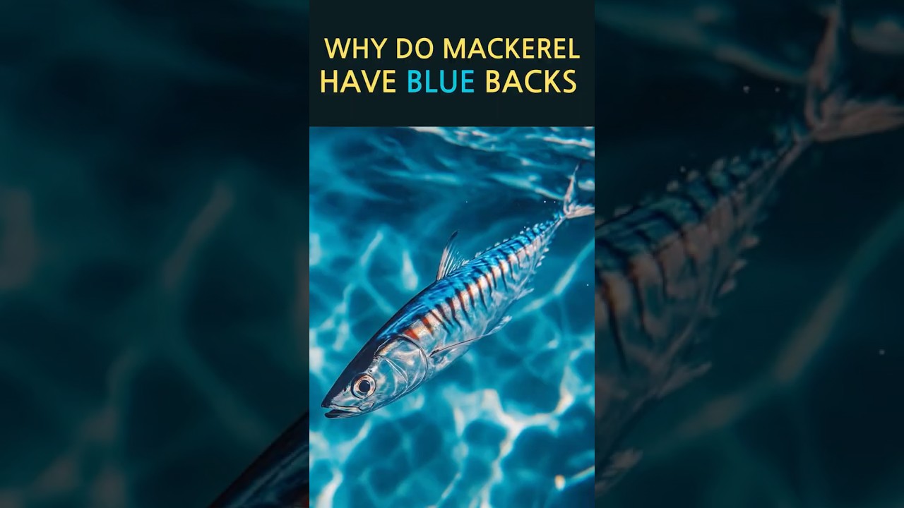 Why do mackerel have blue backs? - YouTube