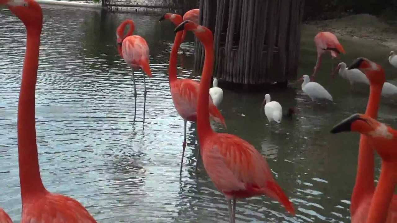 Flamingos hanging out at Lion Country Safari 11/9/2012 - YouTube
