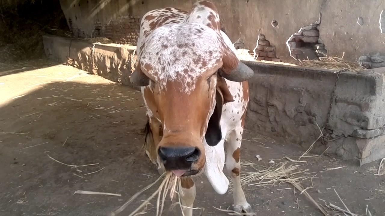 Gir Cow 3 - YouTube