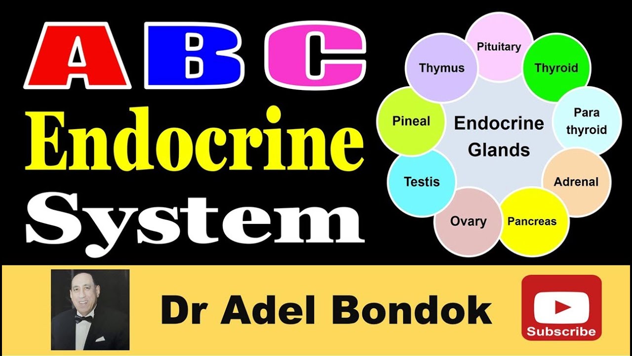 Anatomy and Physiology of the Endocrine System, Dr Adel Bondok Making ...