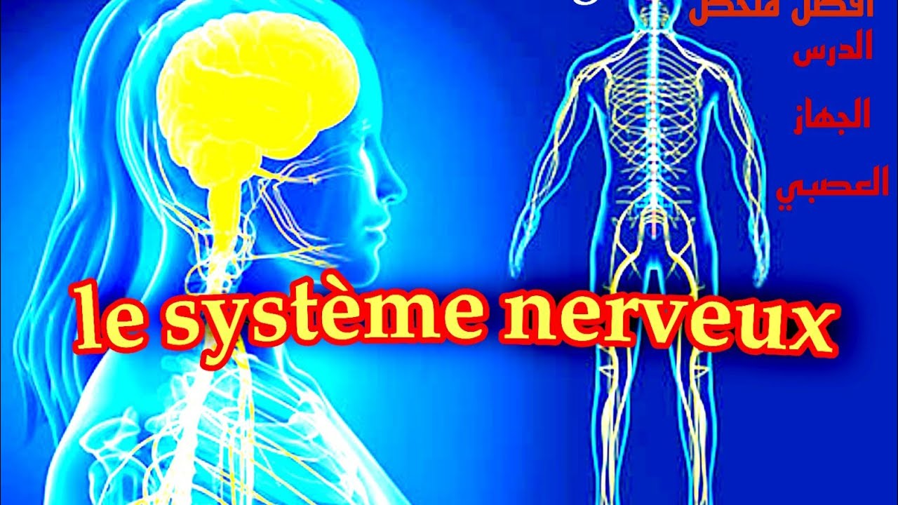 résumé le système nerveux 3AC - YouTube