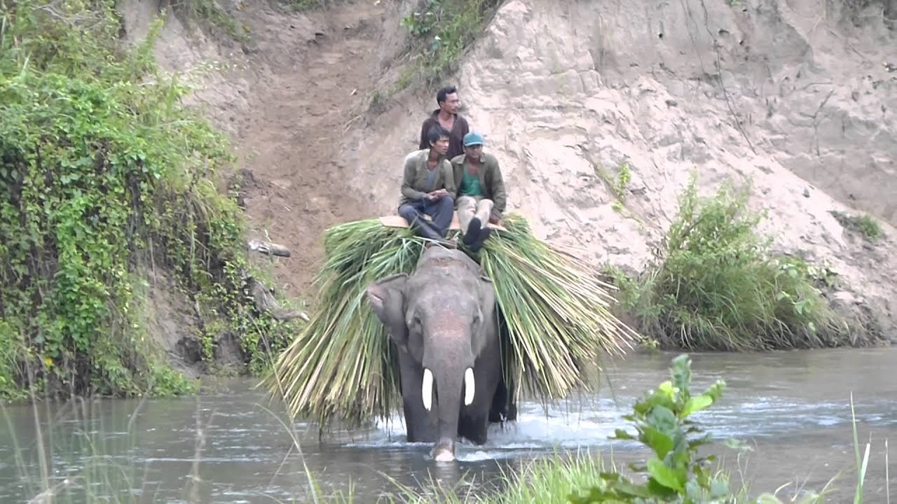 a working elephant - YouTube