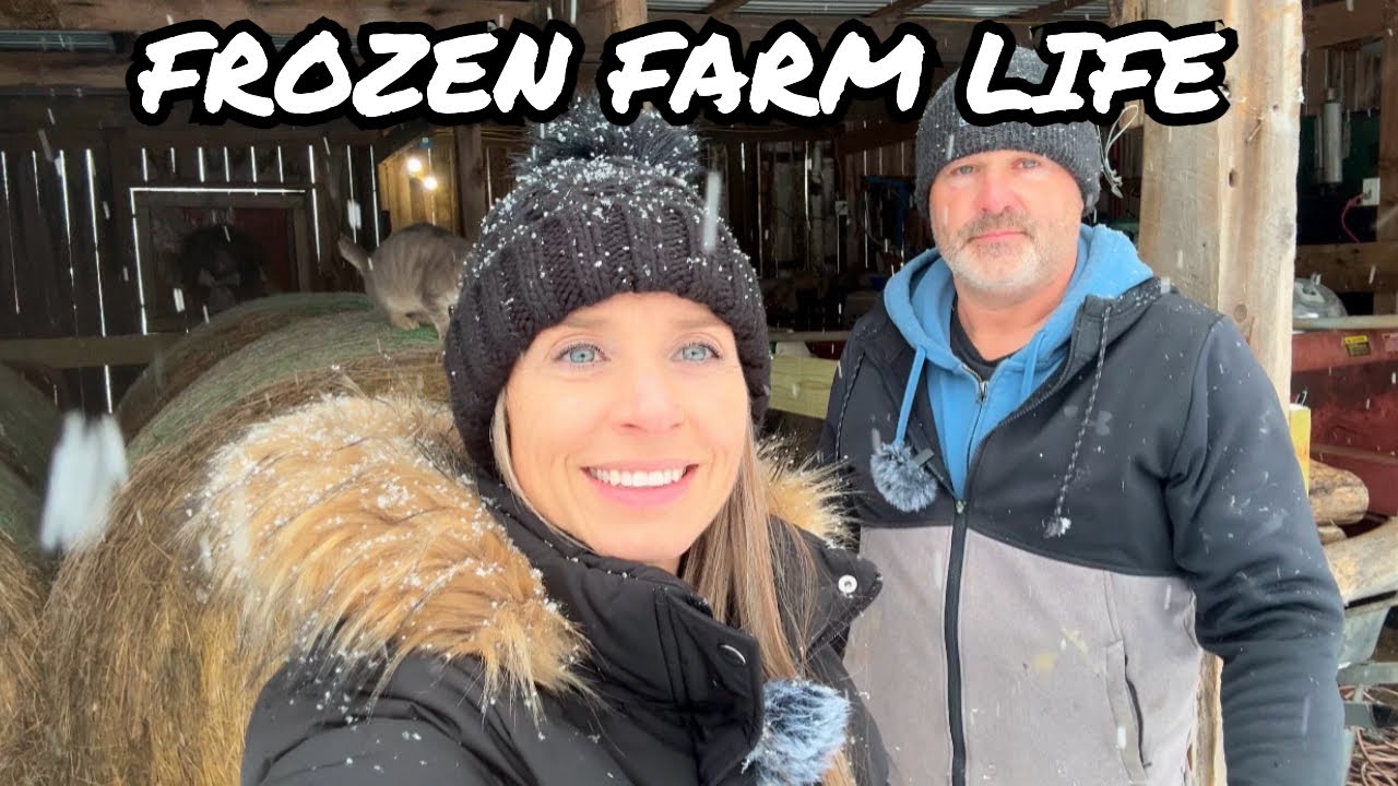 Braving the FREEZING COLD: Feeding Cows & Pigs on the Homestead! ️🐖🐄 ...