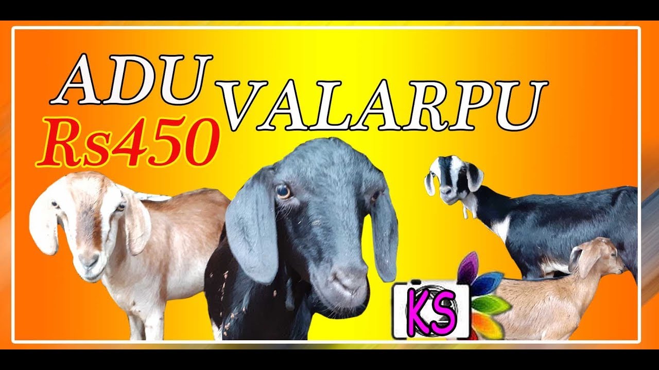 ADU VALARPU (GOAT FARMING) - YouTube