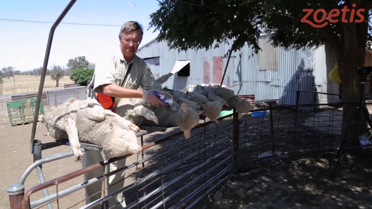 Sekurus Safe Vaccination of Gudair - YouTube