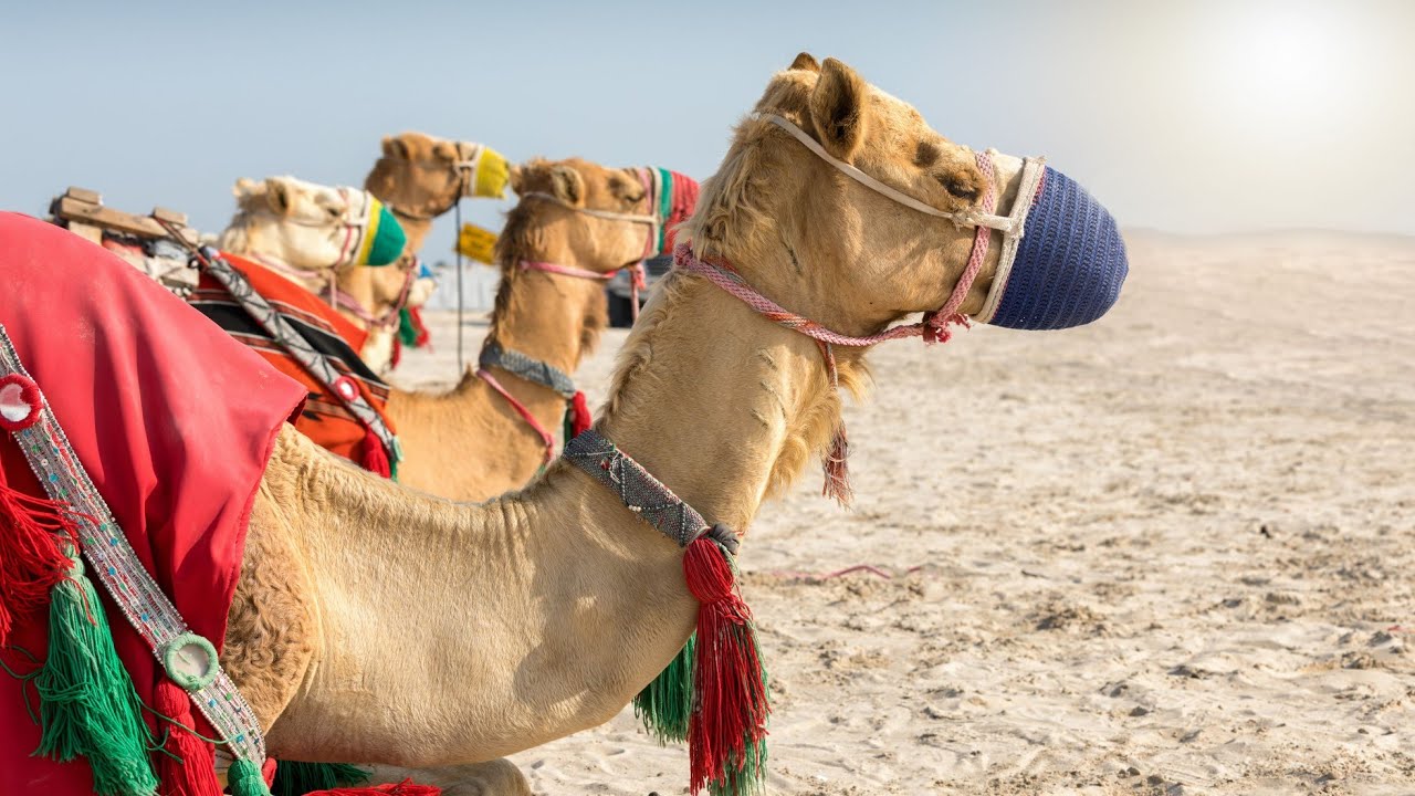 ORGANIZATION OF THE TRANS SAHARAN TRADE - YouTube