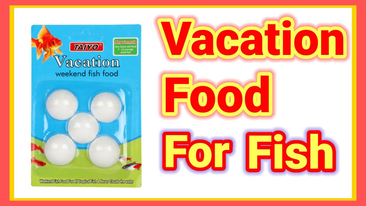 Holiday Food For Aquarium Fish |Vacation Food For Fish | Weekend Fish ...
