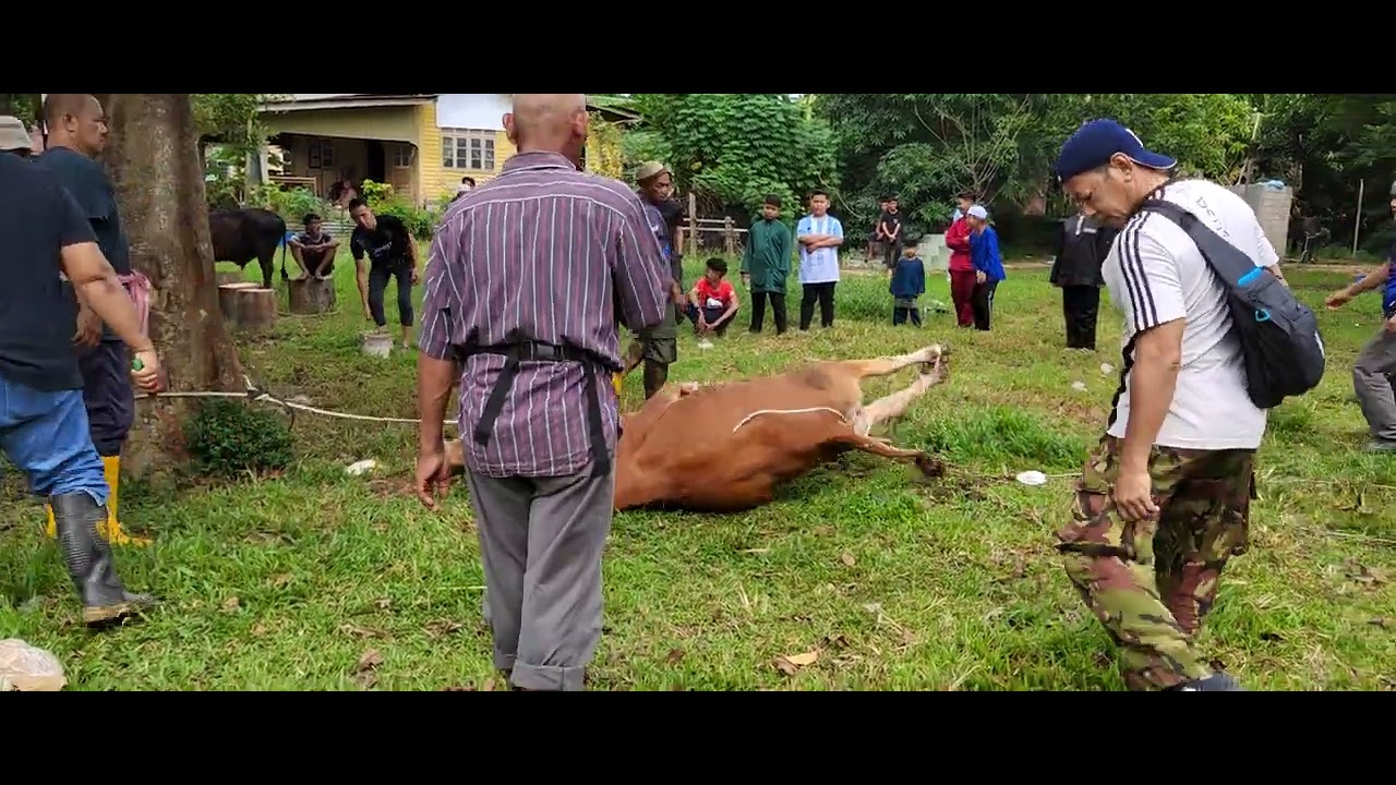 Raya Korban 2022, 10 July 2022. Semua Lembu Abe Lan Merah Kg Jambu ...