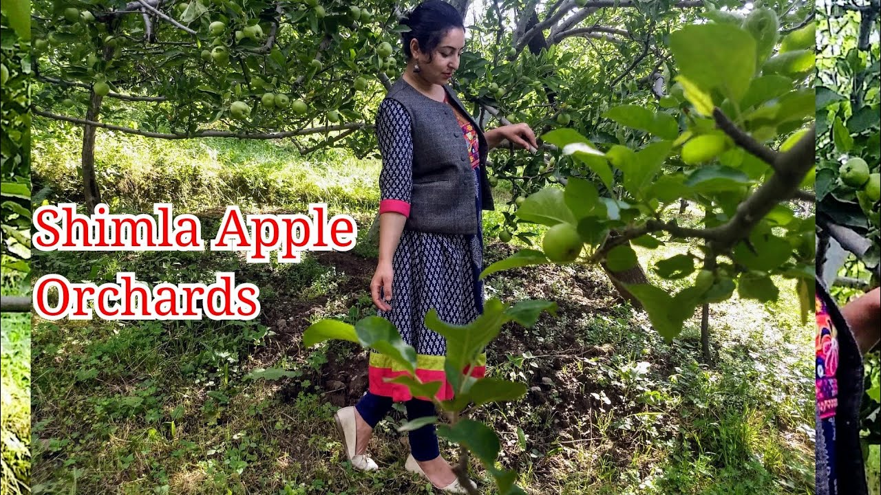 Beautiful Shimla Apple Gardens/ Orchards, India | When to visit an ...