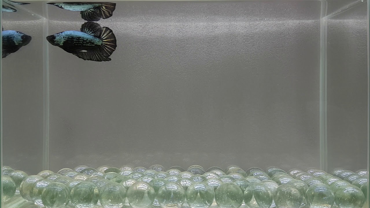 Male Betta: M109 Black Samurai Dragon Size L for Breeding - YouTube