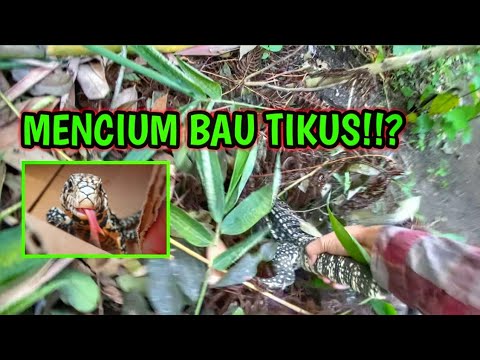 BAWA JALAN2 TOKEK BATU 1 T! - YouTube