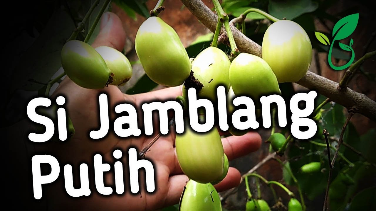 Duwet Juwet Jamblang Putih Berbuah di Pot - YouTube