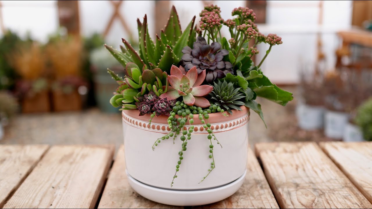 Succulent Inspiration: Mauve and Green! 💚💗💚// Garden Answer - YouTube
