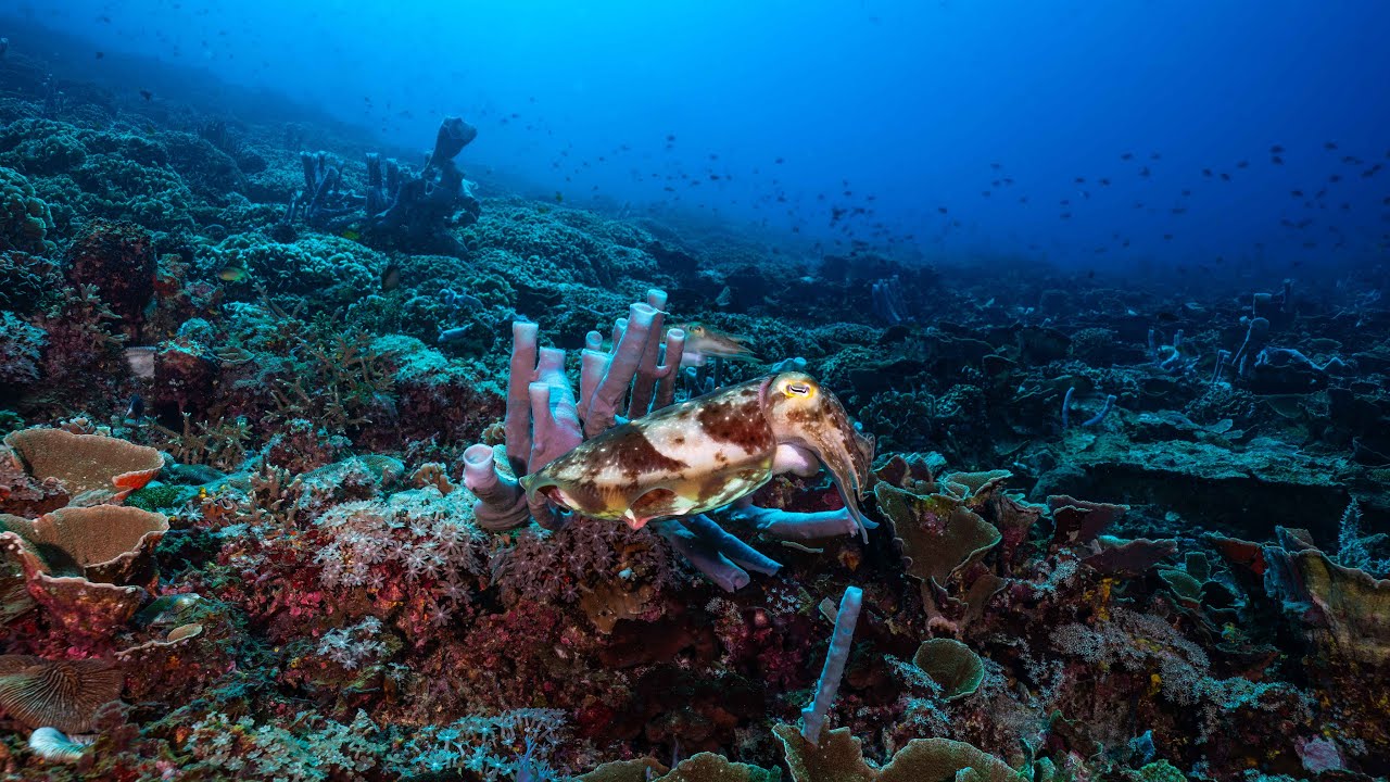 Cuttlefish using hypnosis, scuba diving in Gili Trawangan - YouTube