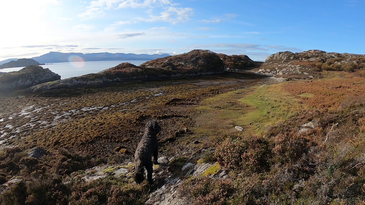 Isle of Rona Deer - YouTube