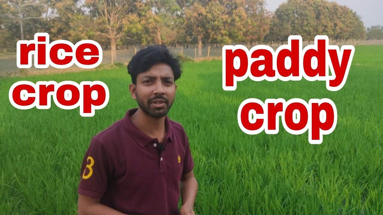 What is the important of paddy? - YouTube