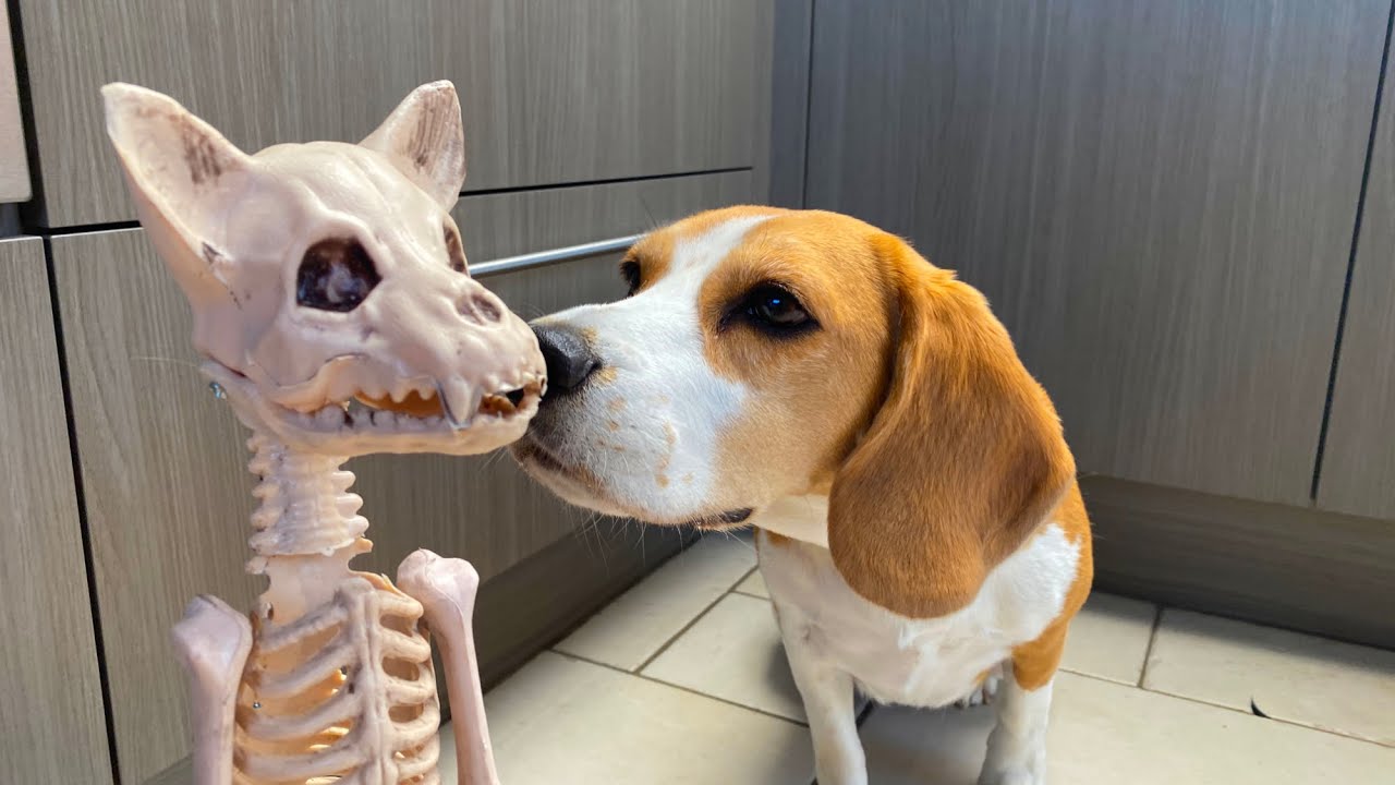 Funny Dogs vs Halloween SKeletons and Costume Pranks! - YouTube