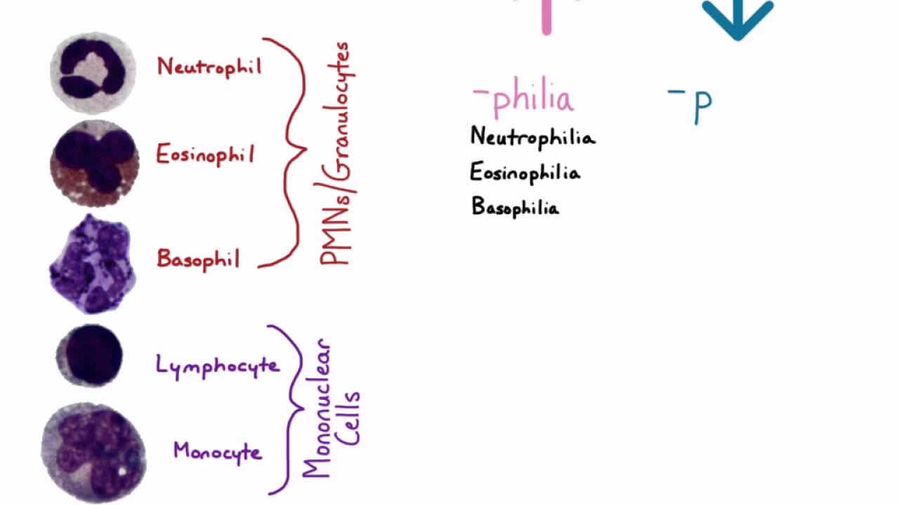 WBC Terms - YouTube