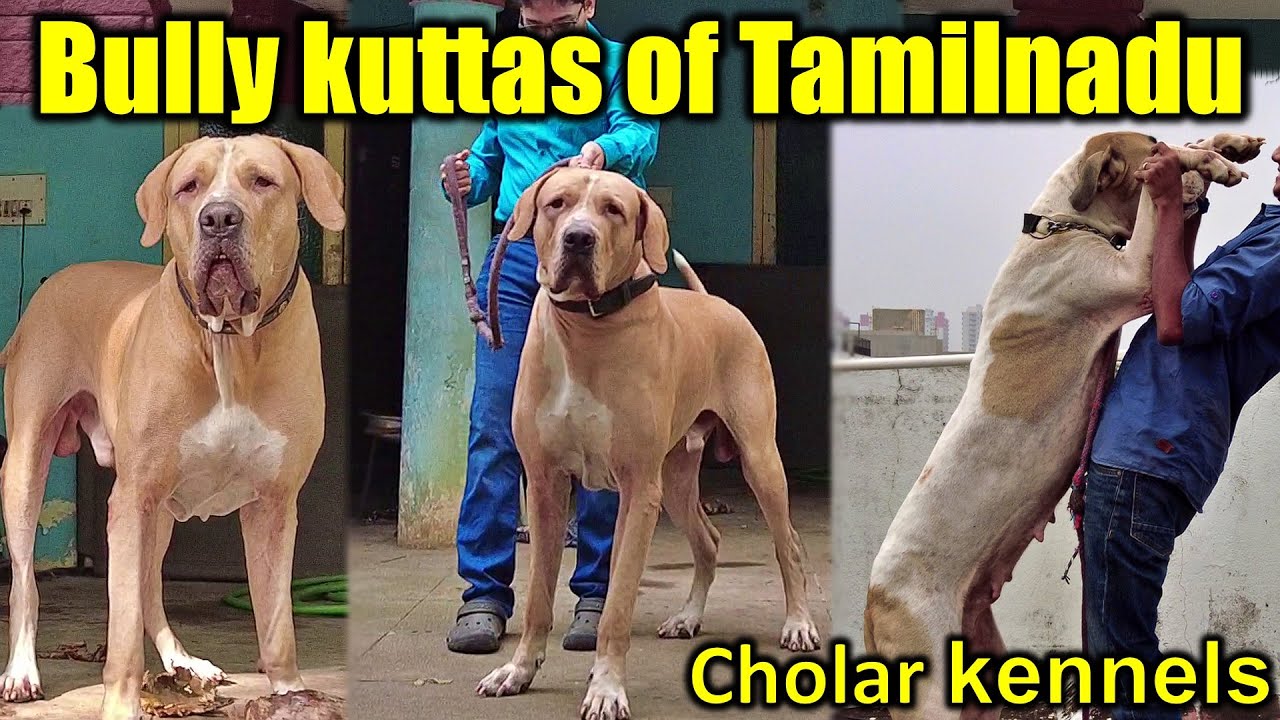 Bully kutta in Chennai | Cholar kennel | Alangu mastiff breeding ...