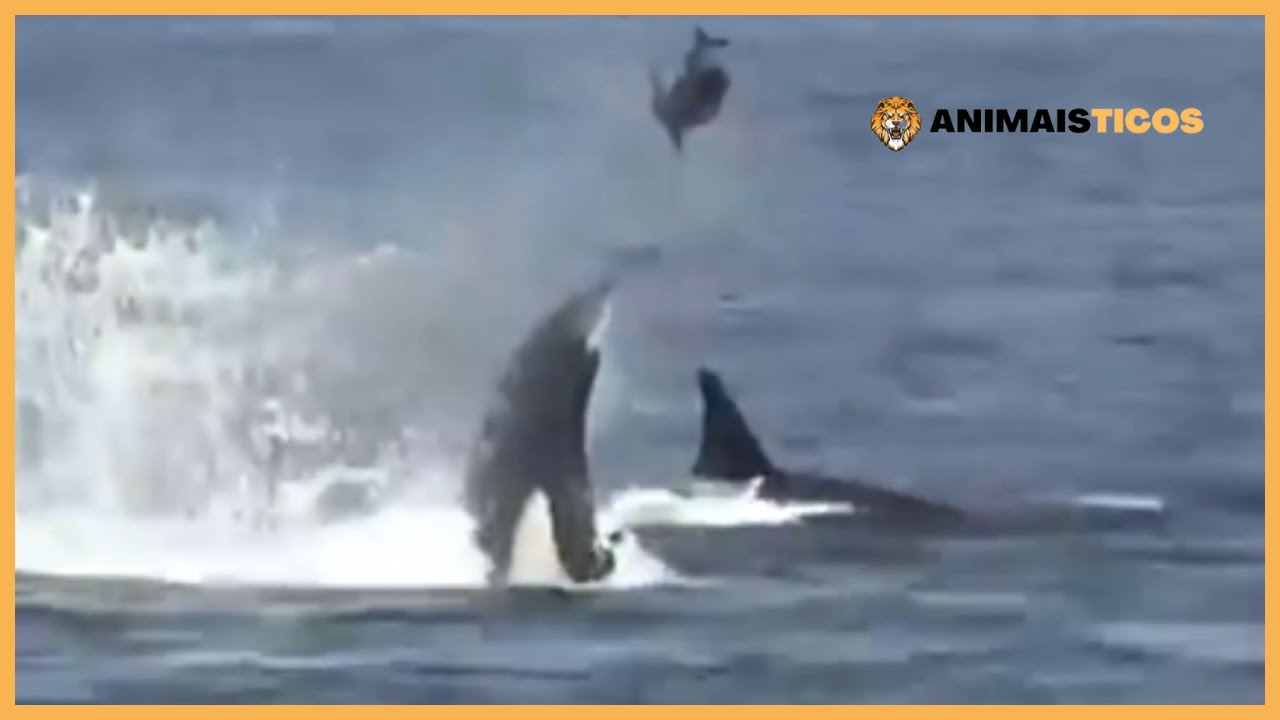 AWESOME ORCAS ATTACKING AND PLAYING WITH THEIR PREY - YouTube