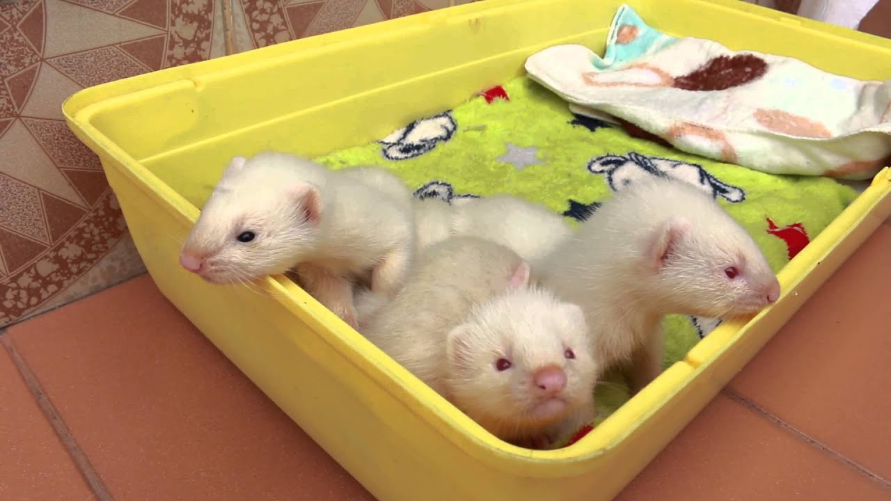 Baby ferrets @Mister Ferret - YouTube