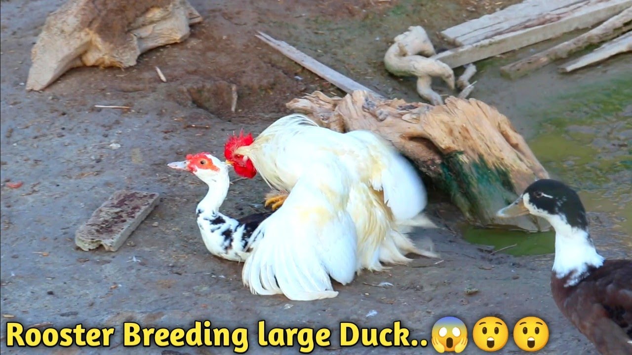 Rooster Breeding Duck..amazing combination of birds - YouTube