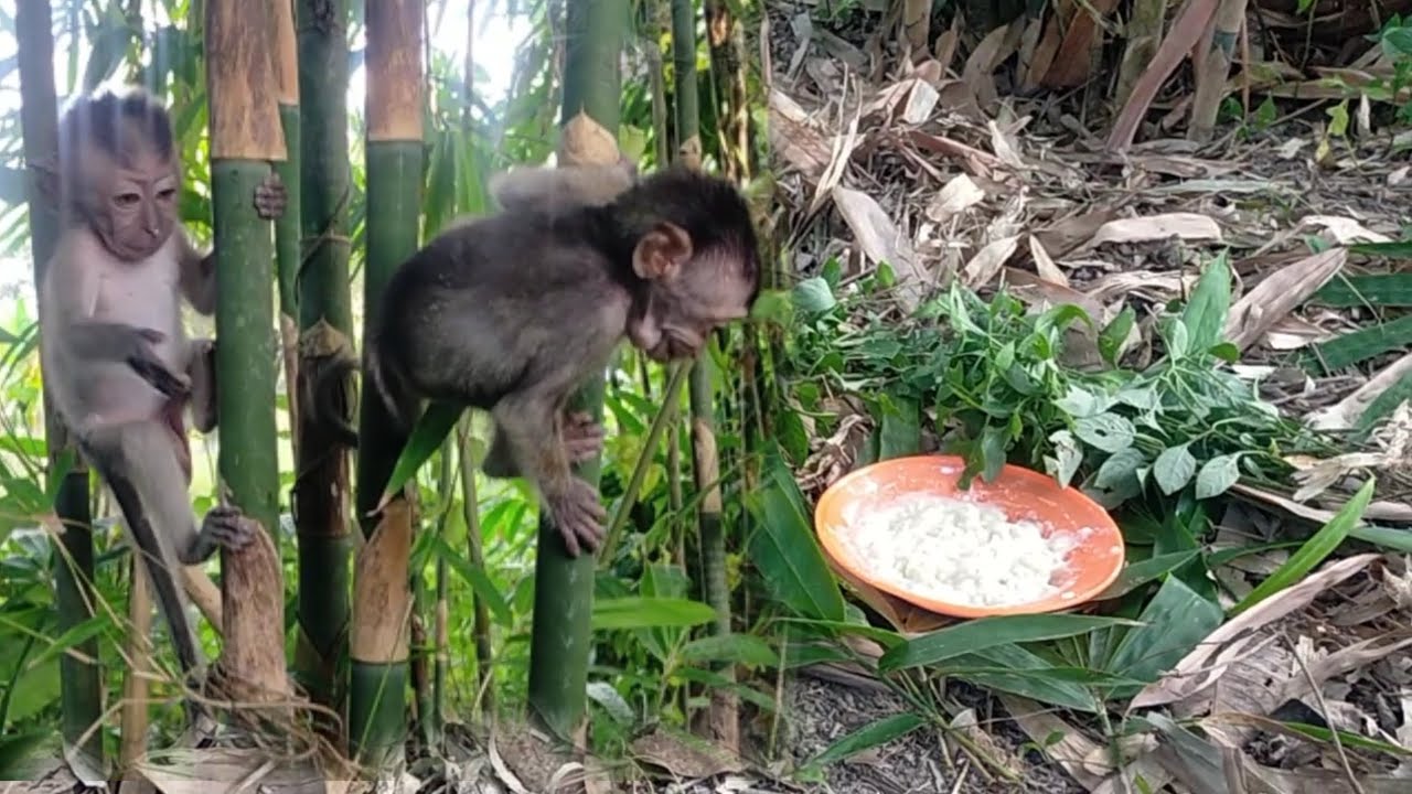 Come on, Kiko, Kiki. Food is waiting for you below - YouTube