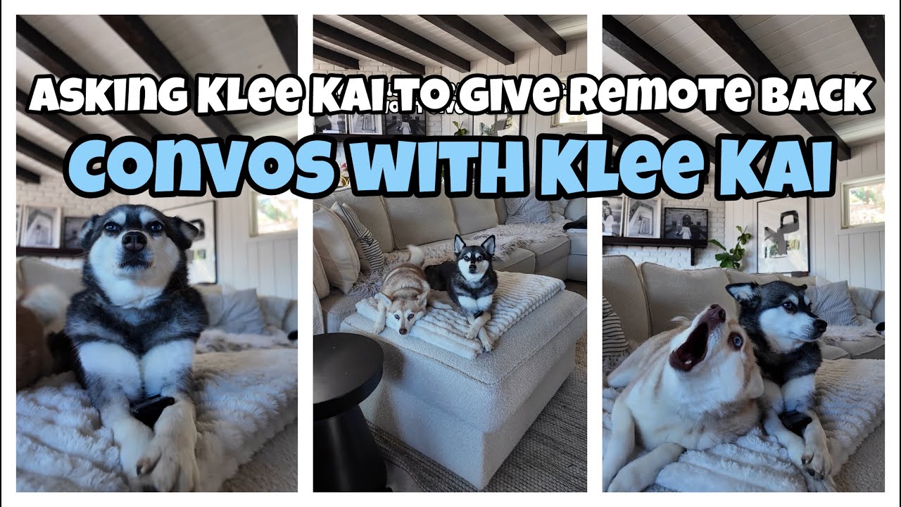 Asking Sassy Mini Husky To Give Remote Back! - YouTube