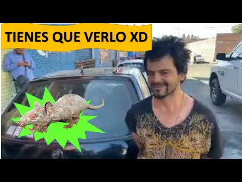 Ratas se pelean entre ellos mismos. - YouTube