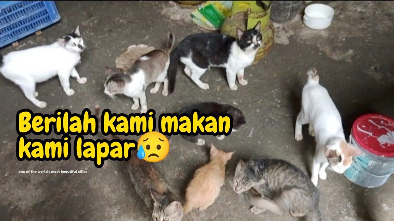 Hujan terus Alhamdulillah rumah Mami kucing angel tidak kebanjiran ...