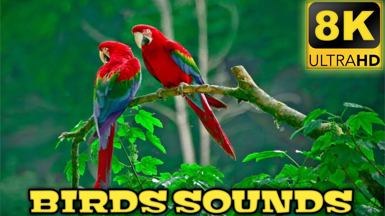 8K BIRDS RELAXATION VIDEO WITH ORIGINAL BIRD SOUNDS FOR 8K OLED TV | 8K ...