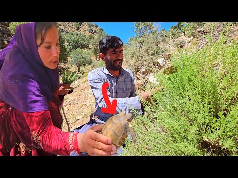 🐢🍒 Picking wild fruits in the mountains; encountering a large and strange turtle!