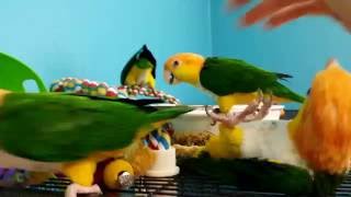 Caique Breeder | Parrots Parrots Parrots Aviary