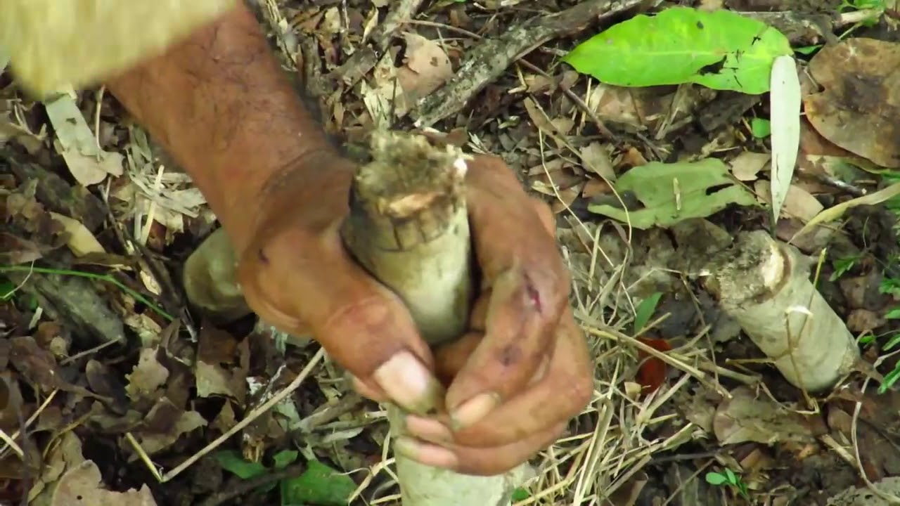 Primitive Technology Find worms by hand cooking worms on a rock eating ...