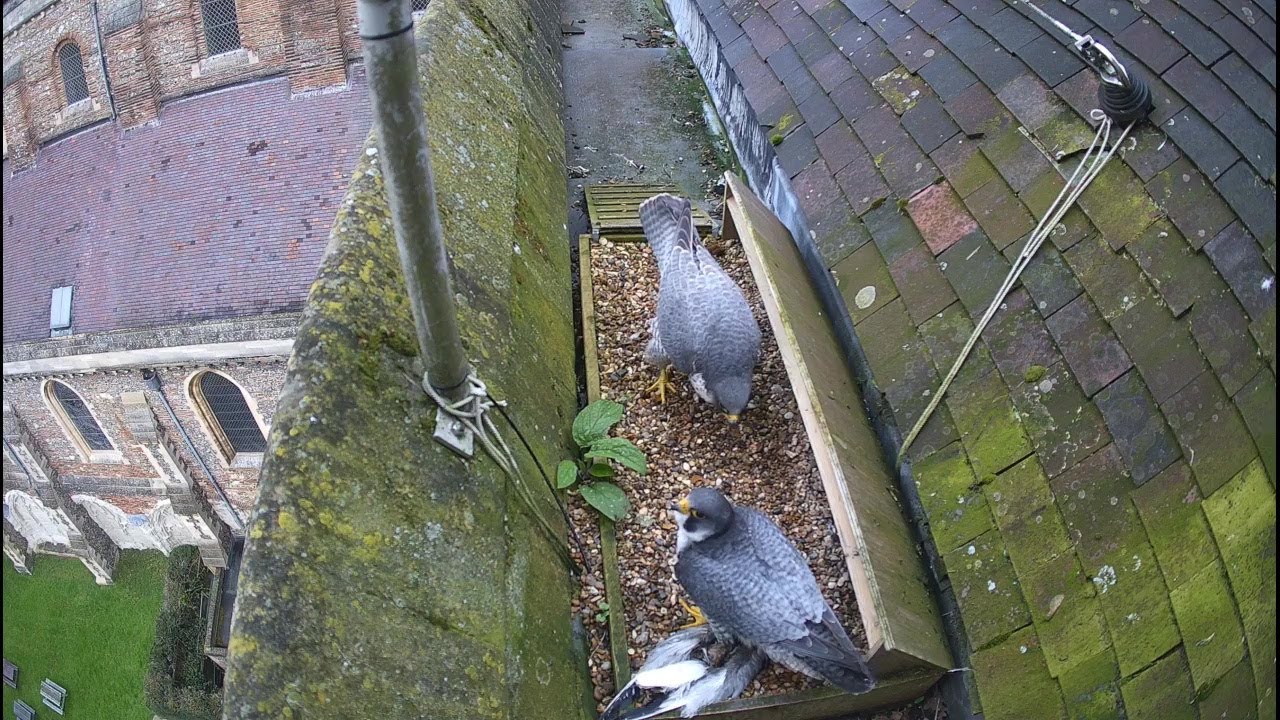 The St Albans Cathedral Peregrine Falcons 5 - Night manoeuvres and ...