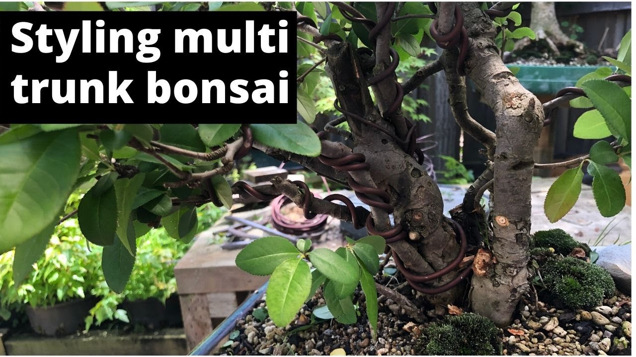 Styling multiple trunk bonsai - quince bonsai multi trunk styling - YouTube