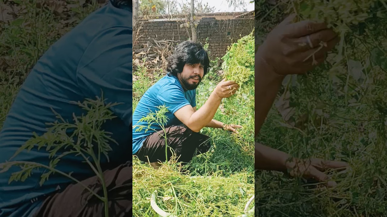 Dilwale #reel. #trending #agriculture #bollywood #viral_video - YouTube
