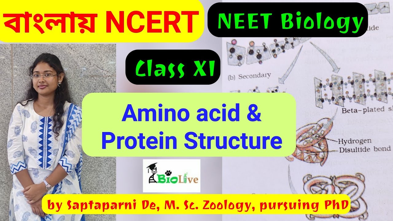 Amino Acid and Protein Structure: NCERT Class 11 Biology in Bengali ...