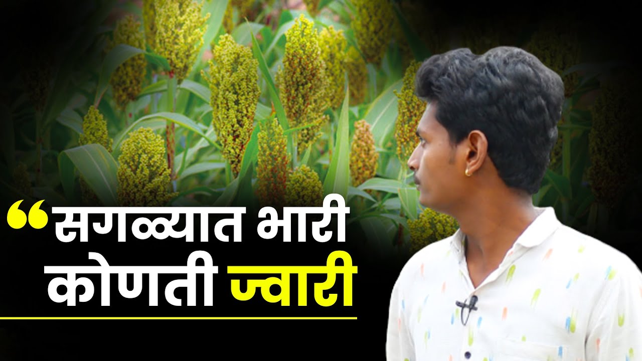 यंदा हीच ज्वारी पेरा 👌 ️jawar farmer - YouTube