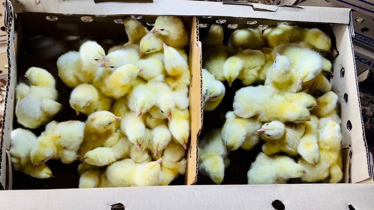 The Beginner's Guide to Brooding day old chicks tips - chicken farming ...
