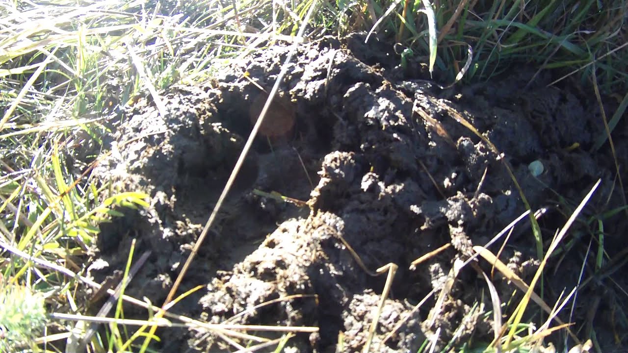 Volpara di Albera Ligure (AL). - YouTube