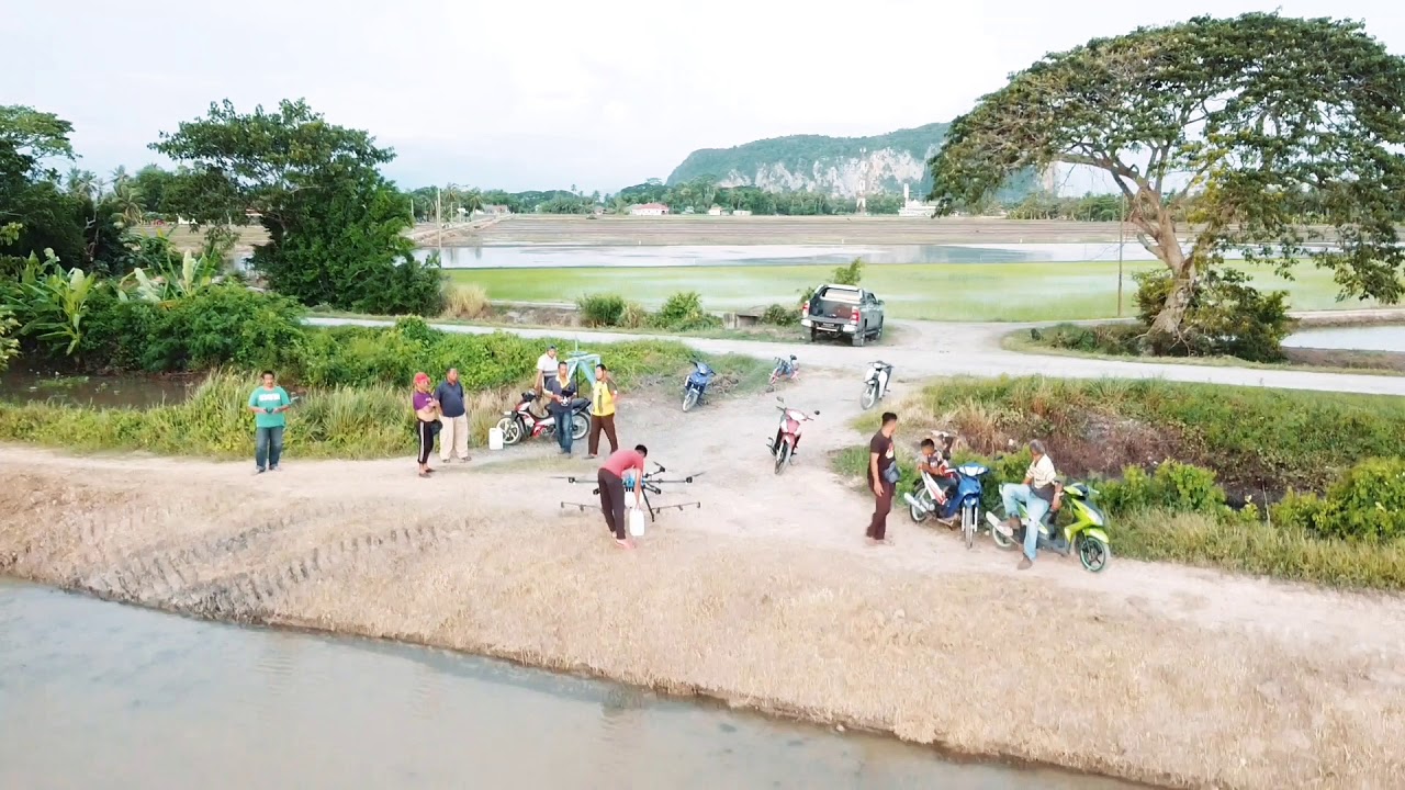 Latihan Drone Sawah Padi - YouTube