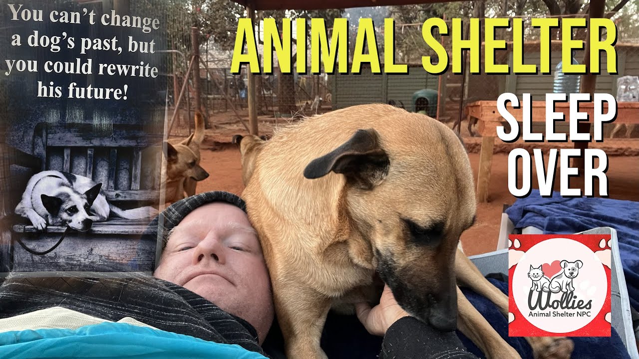 Animal Shelter Sleepover - Charity event. 🐶😺 Wollies - YouTube